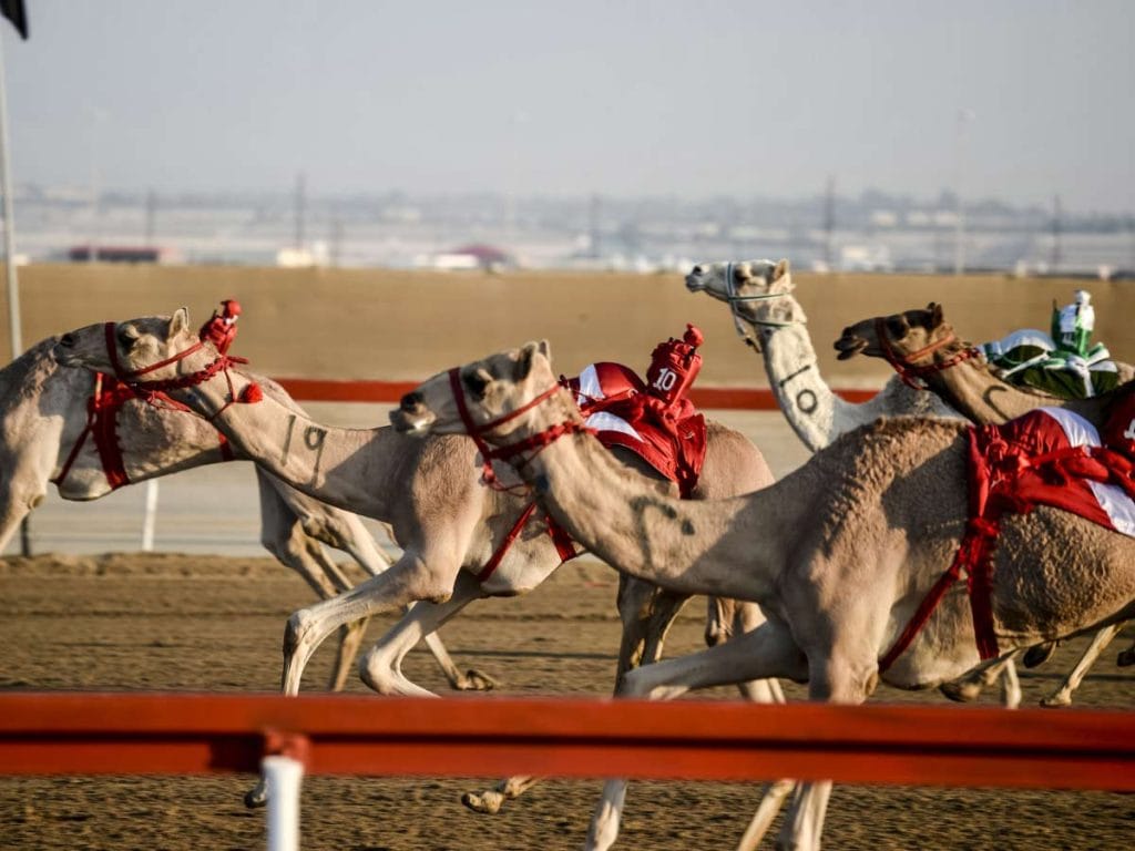 Dubai Camel Race Track. Opening Hours. Tickets. Guide
